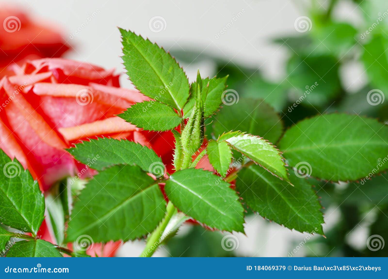 A closeyup of a rose bud stock image. Image of sentimental - 184069379