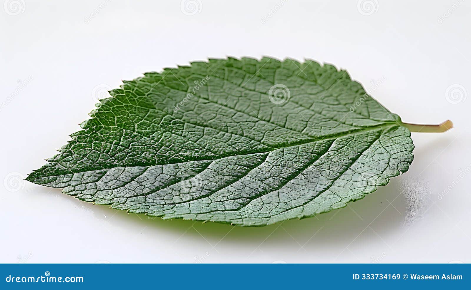 Closing tree leaf summary stock image. Image of closing - 333734169