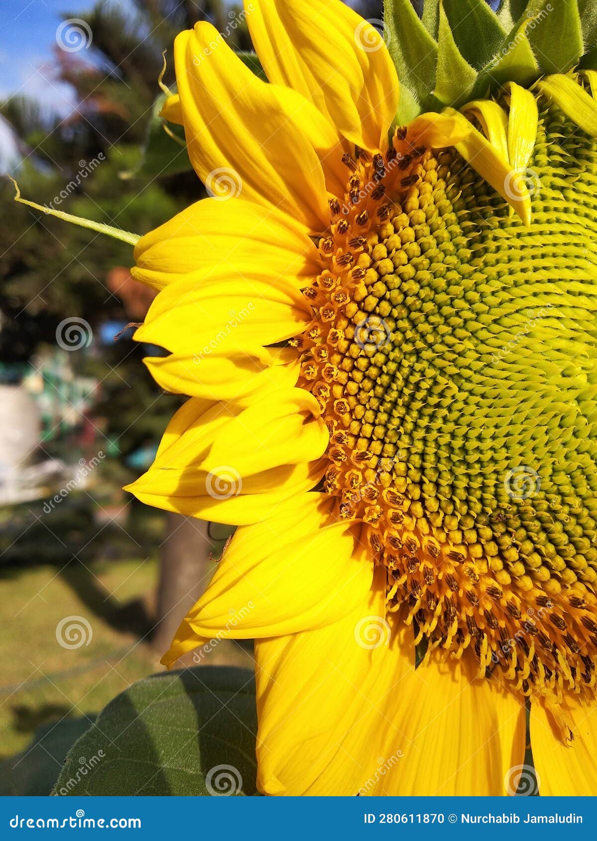 Close-up View of Beautiful Sunflower Stock Photo - Image of yellow ...