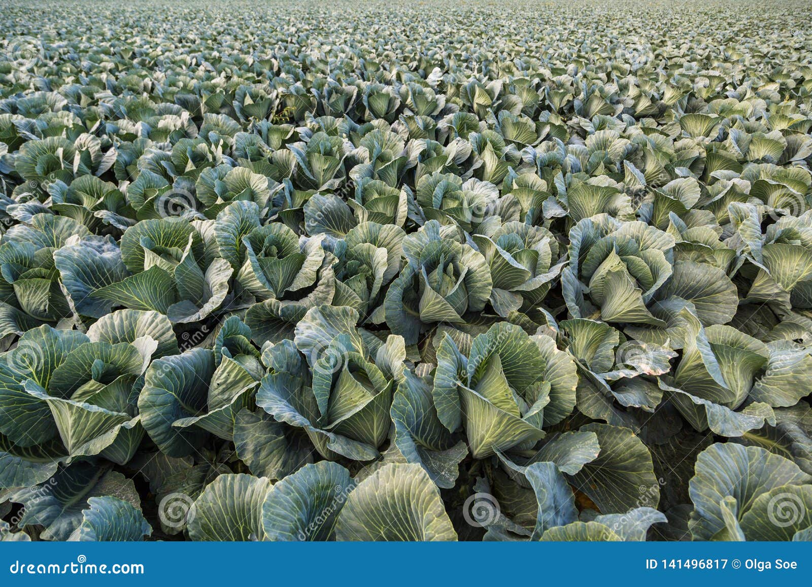 Growing cabbage field stock image. Image of irrigation - 141496817