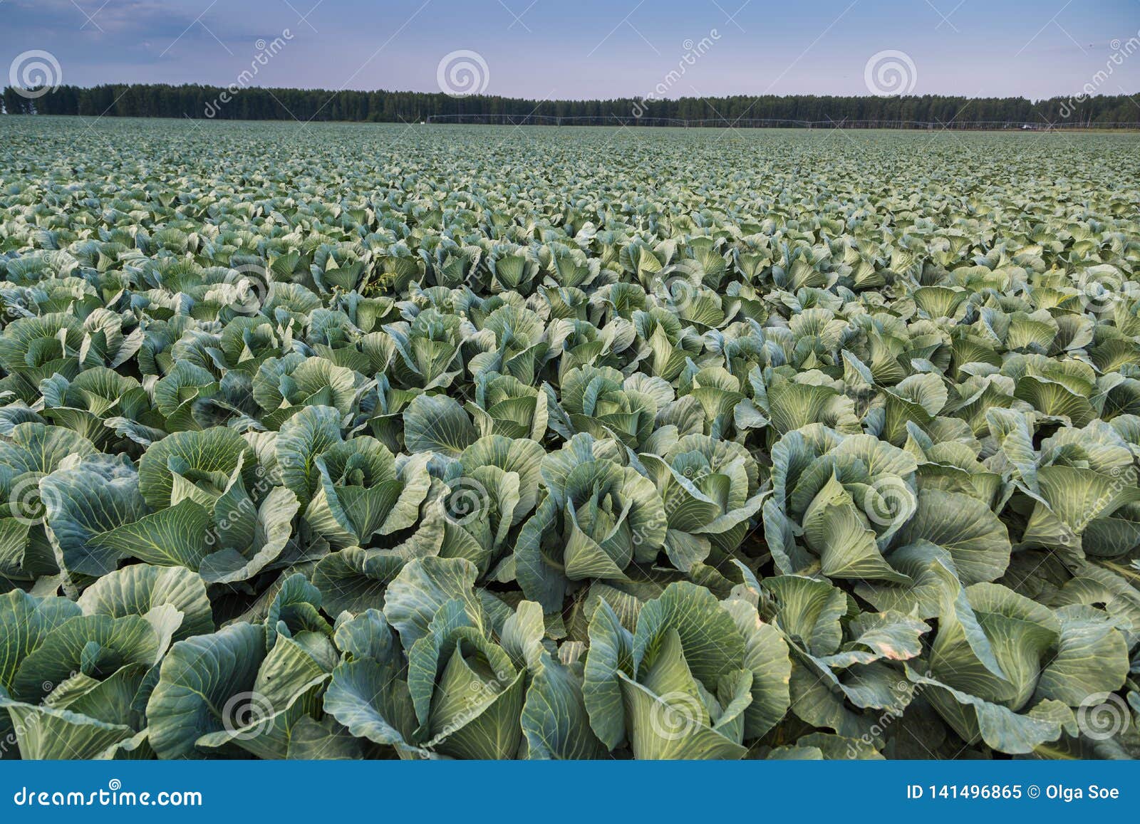 Growing cabbage field stock image. Image of horticulture - 141496865