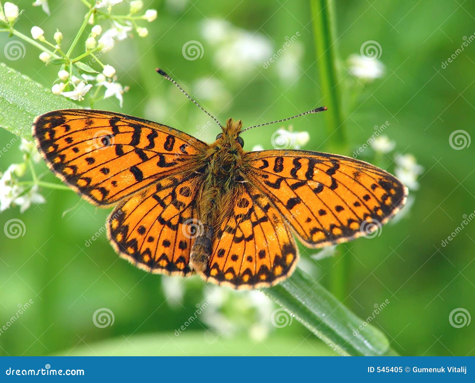 Clossiana selene. stock image. Image of argynninae, meadow - 545405