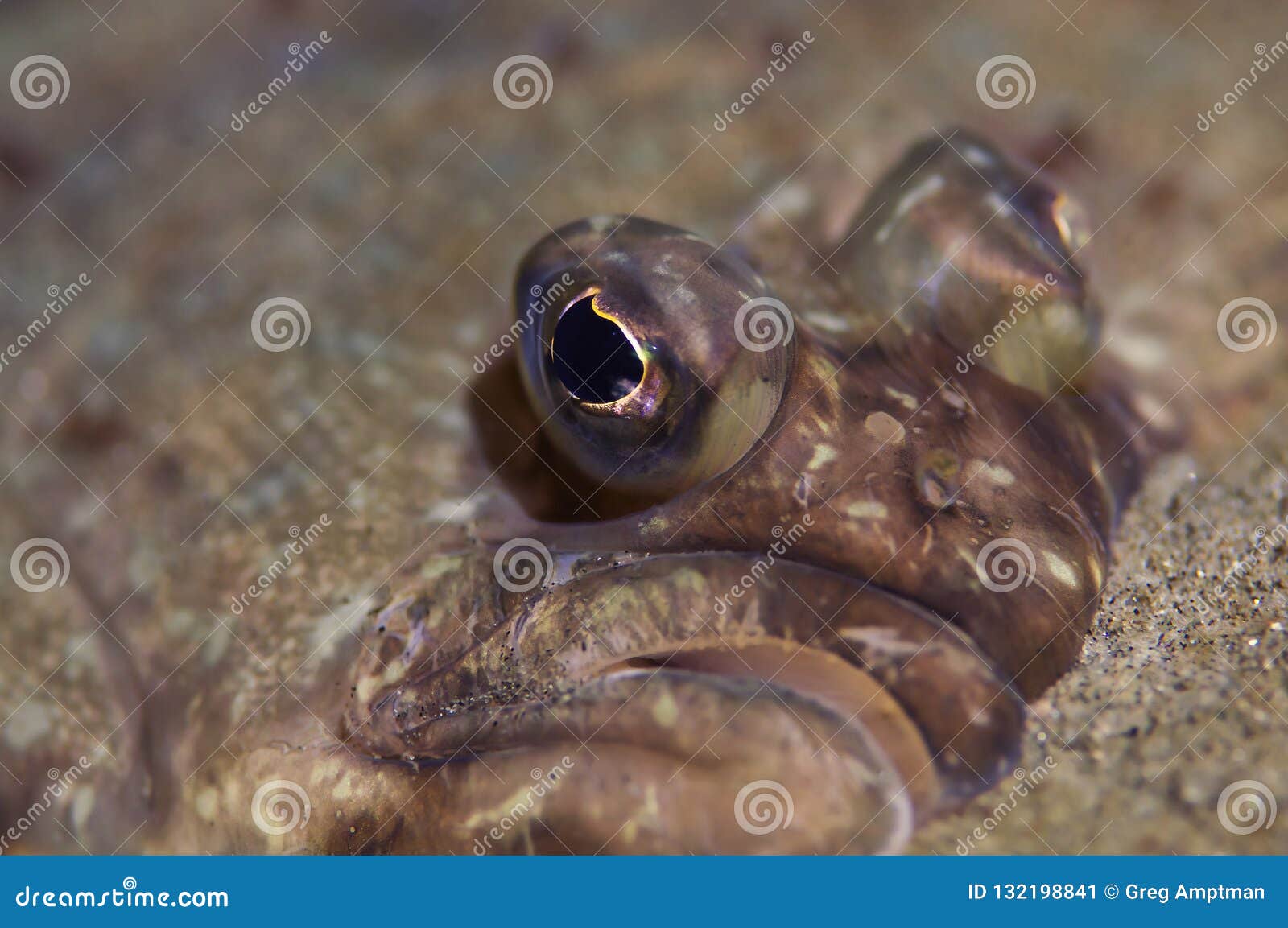 A clost up of a halibut stock image. Image of beach - 132198841