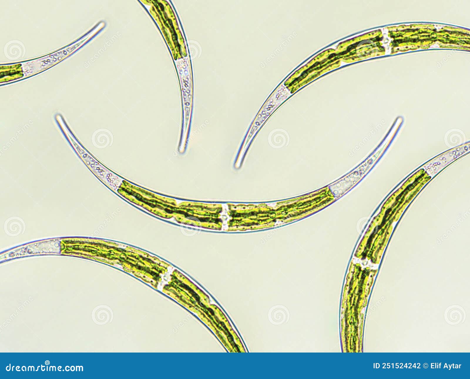 Closterium Sp. Algues Charophyta Sous Vue Microscopique X40 Algues ...