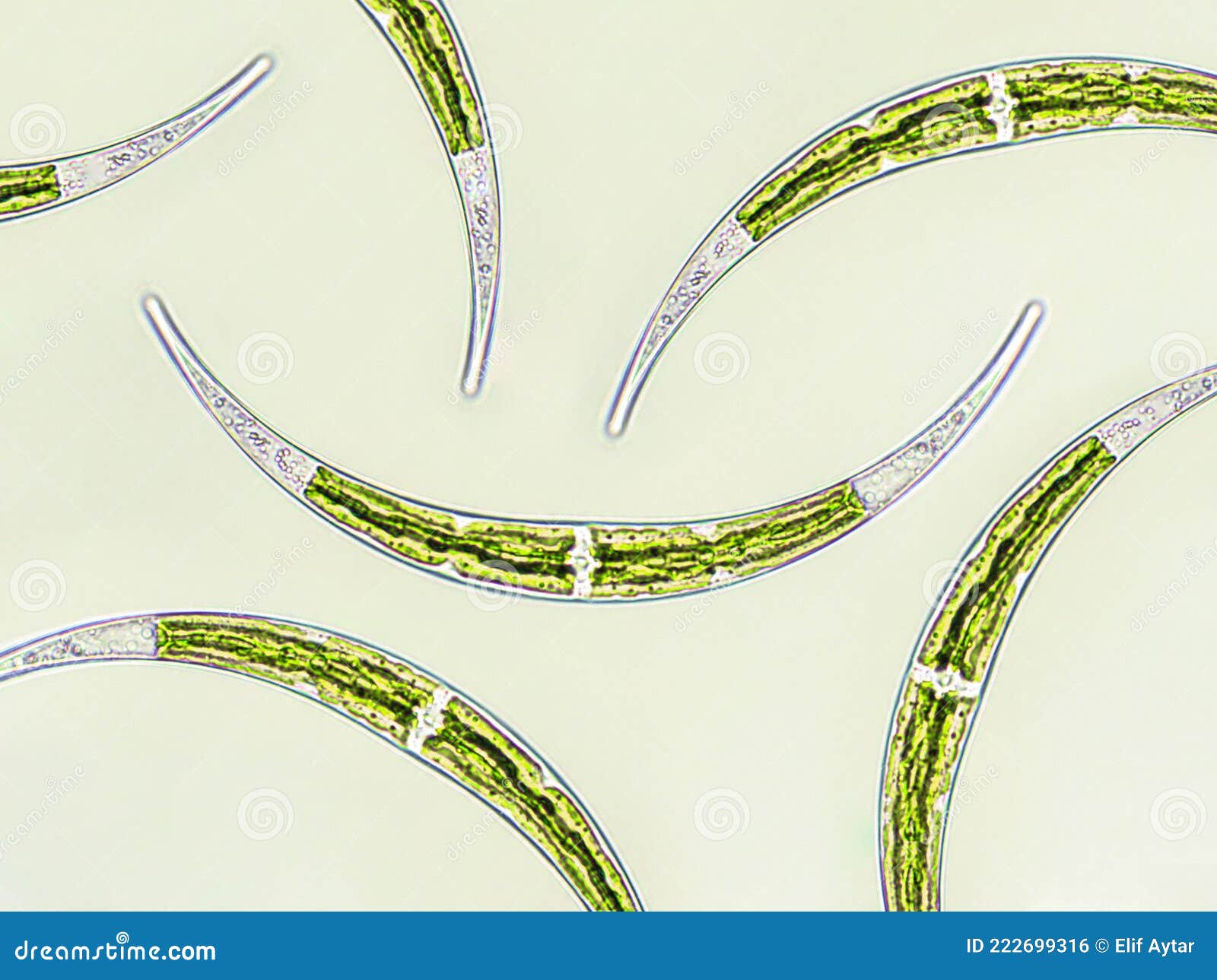 Closterium Sp. - Charophyta Algae Under Microscopic View X40, Green ...