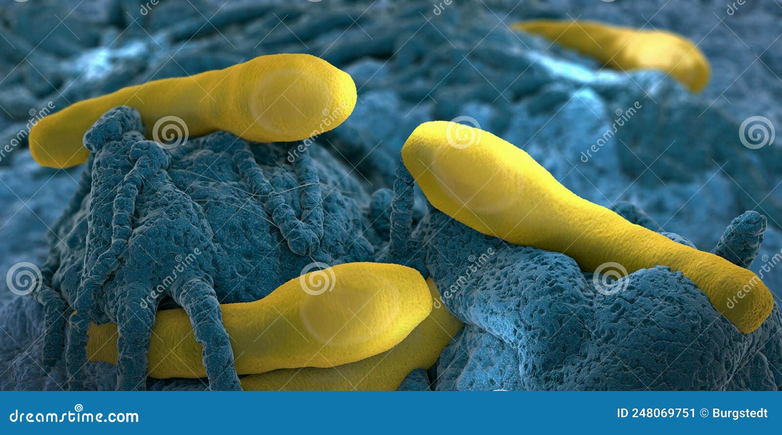 Clostridium Botulism Pathogens Growing On Organic Tissue Royalty-Free ...