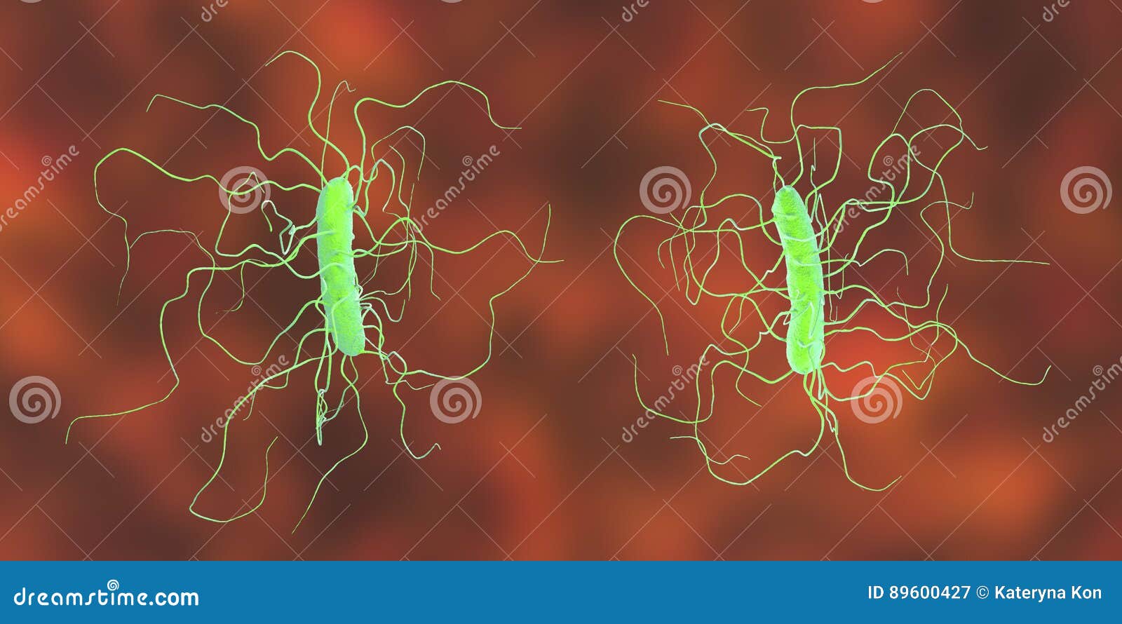 Clostridium Difficile Bacteria Royalty-Free Illustration ...