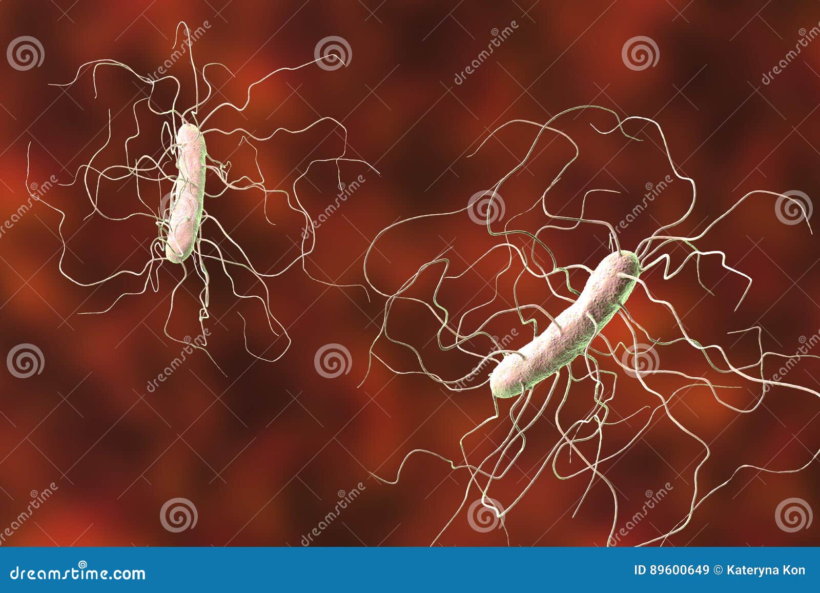 Clostridium Difficile Bacteria Stock Illustration - Illustration of ...