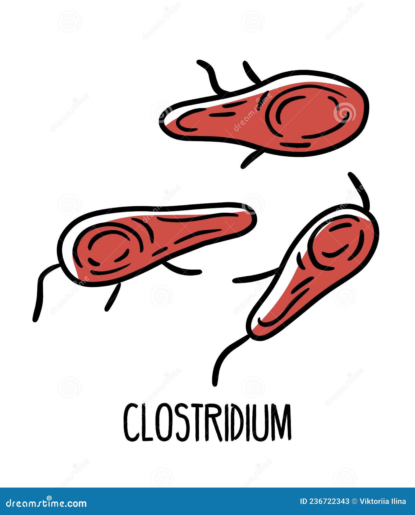 Clostridium Gram-positive Pathogenic Bacteria in the Human Intestinal ...