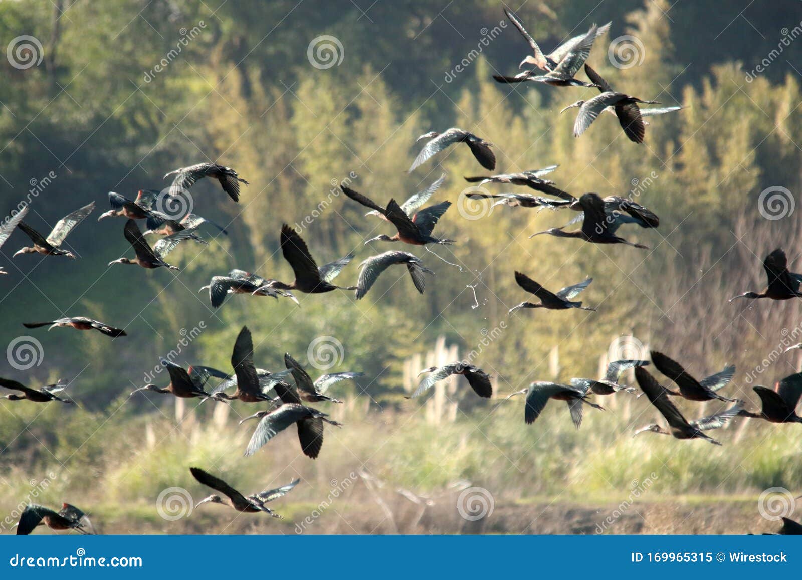 Closuep Shot Of A Flock Of Birds Flying In The Forest With Blurred ... Closuep Shot Of A Flock Of Birds Flying In The Forest With Blurred ...