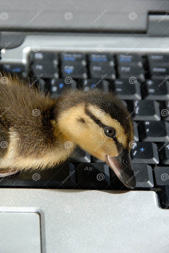 Closup of Mallard Duckling on Computer Keyboard Stock Image - Image of ...