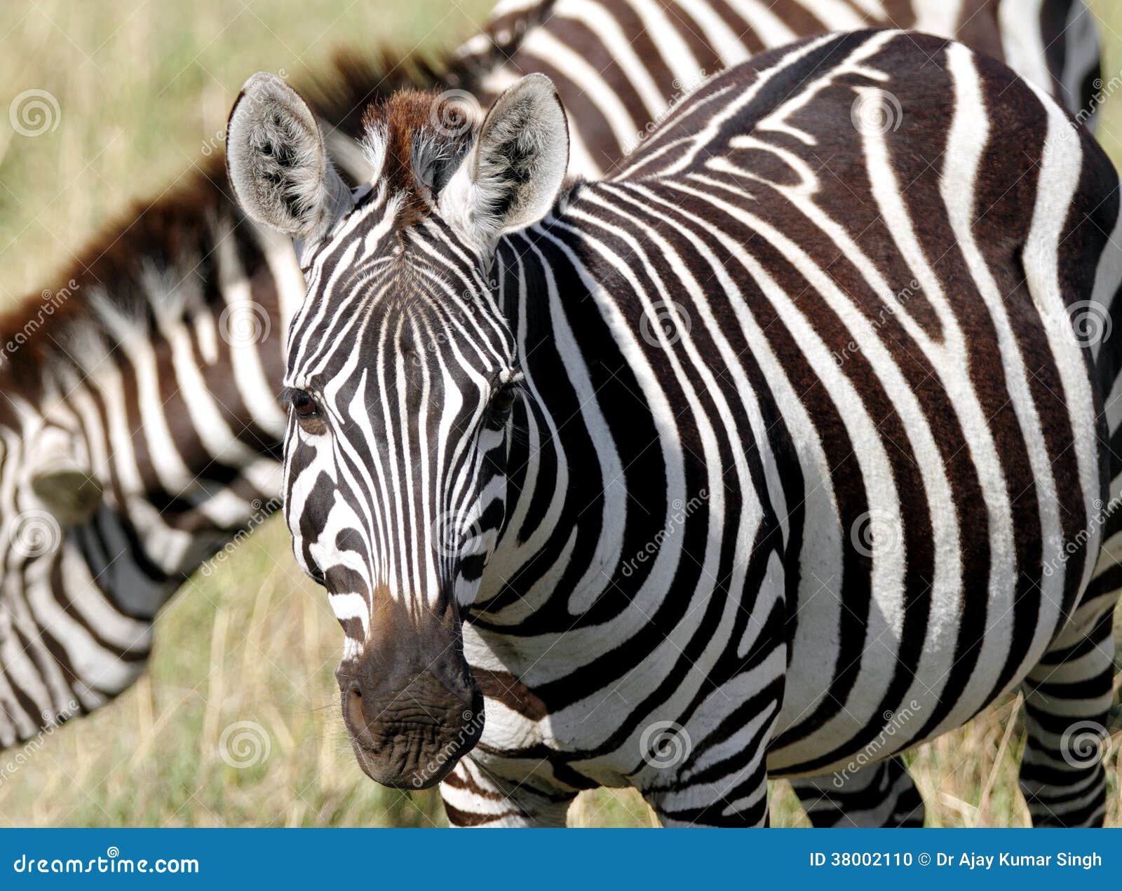 Closure Look of a Beautiful Zebra Stock Photo - Image of mammalia ...