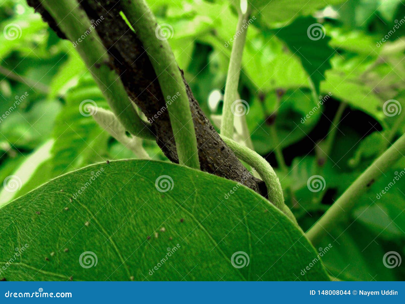 A closure look of a tree stock photo. Image of plant - 148008044