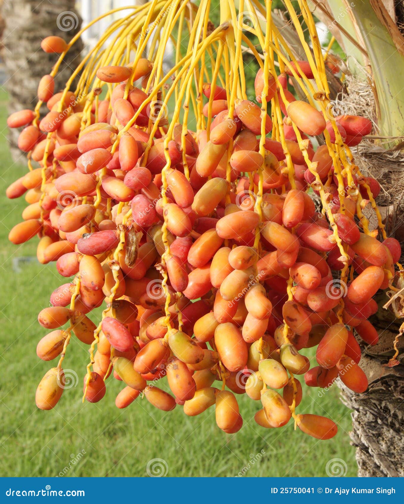 Closure View of Beautiful Kimri Date Clusters Stock Image - Image of ...