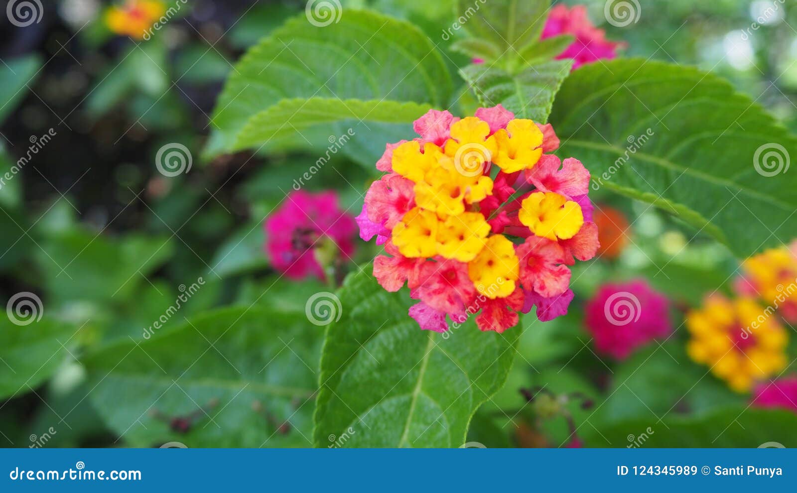 Cloth of Gold Flower, Flower Beautiful Stock Image - Image of leaf ...