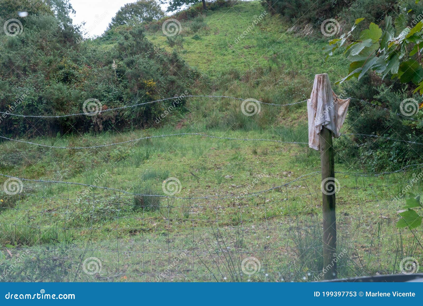Cloth Rag Hanging on a Pole on a Barbed Wire in a Green Landscape Stock ...