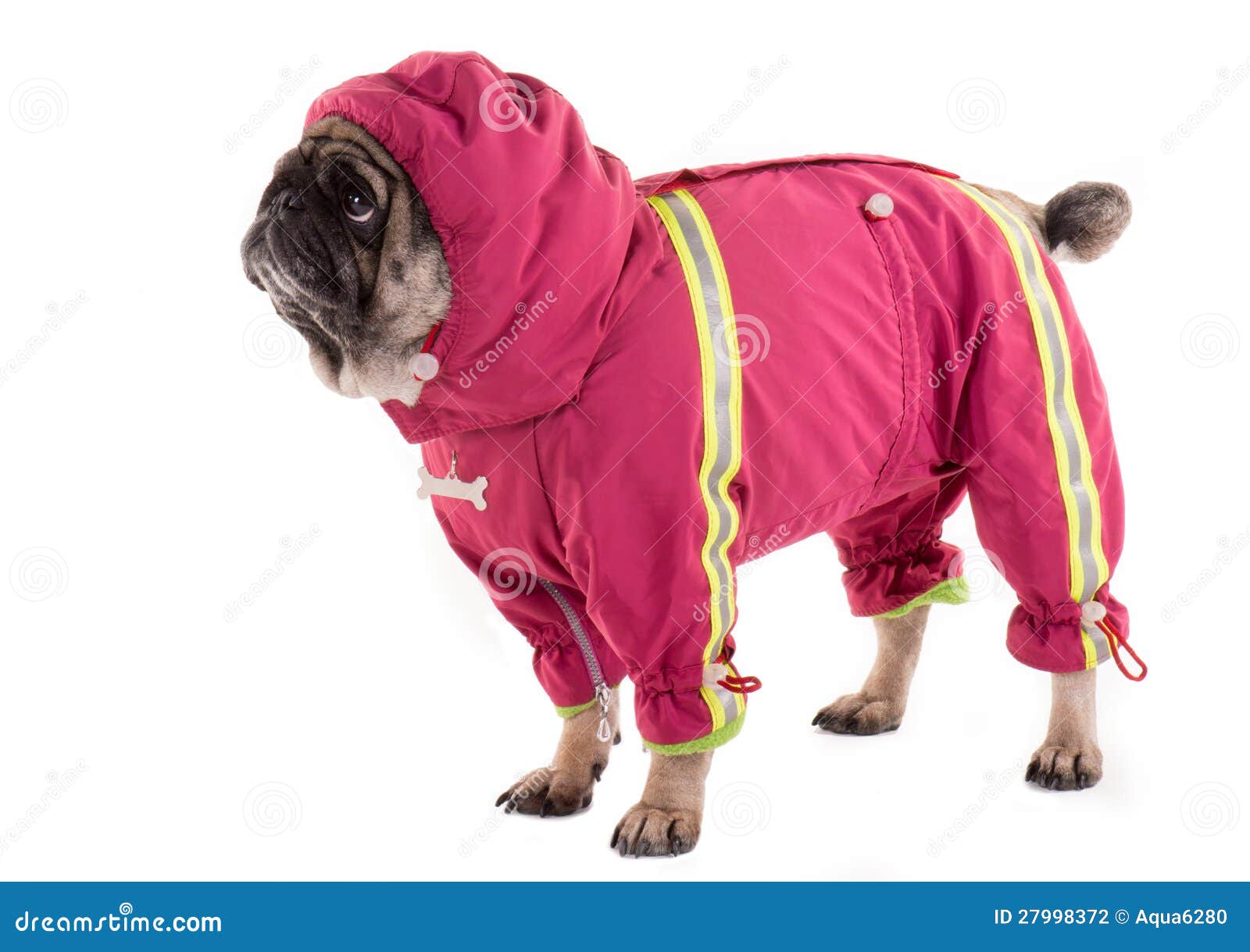 A clothed pug 2 stock photo. Image of animal, fashion - 27998372