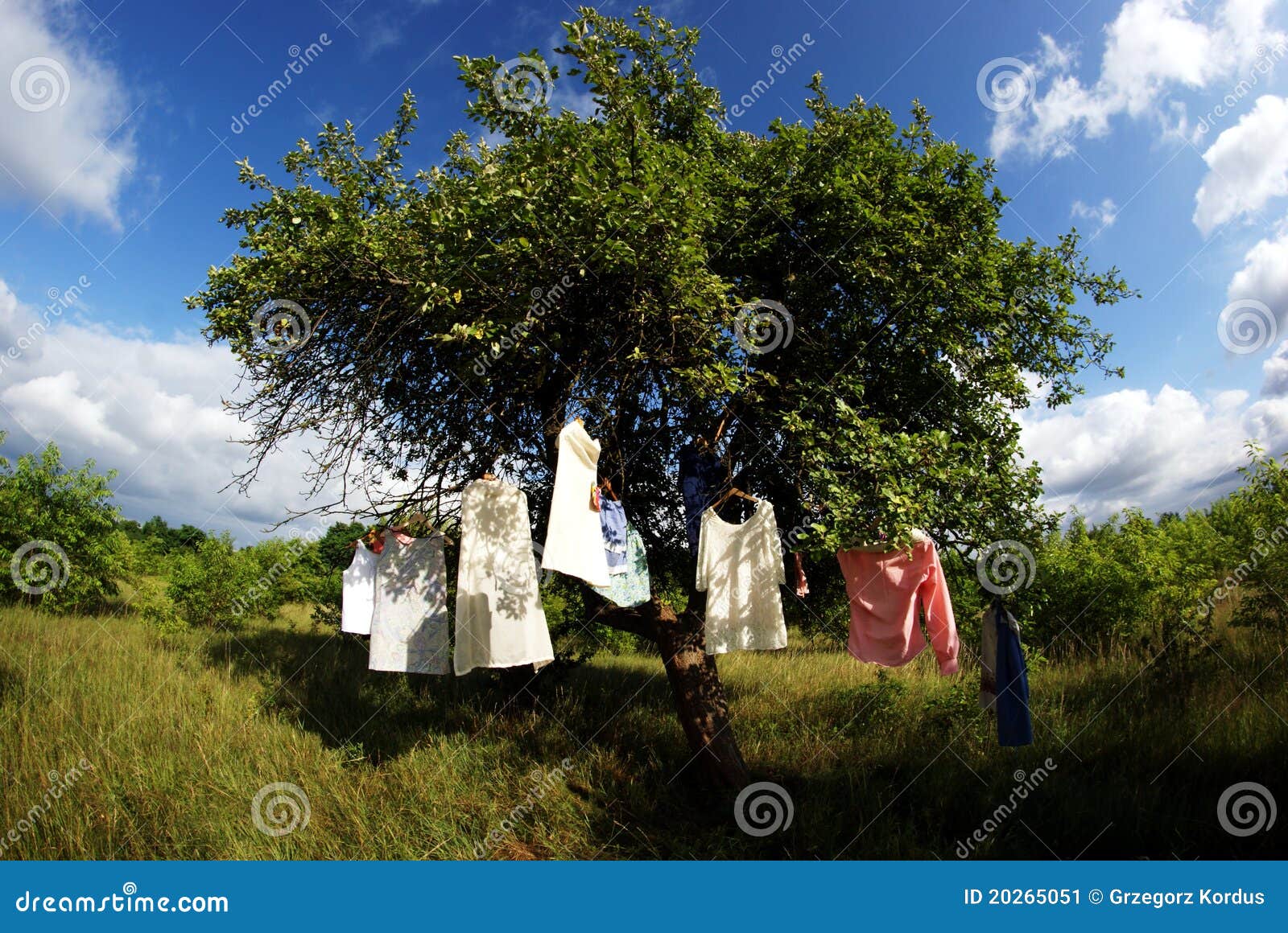 Clothes hanging on tree stock image. Image of tree, nature - 20265051