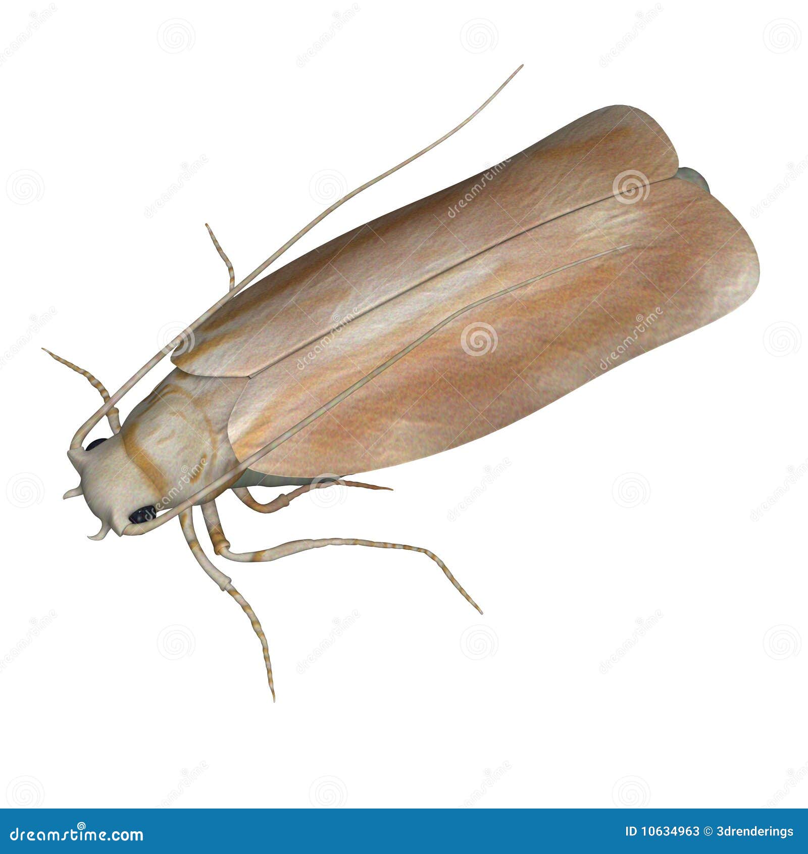 Clothes moth stock illustration. Illustration of parasite - 10634963