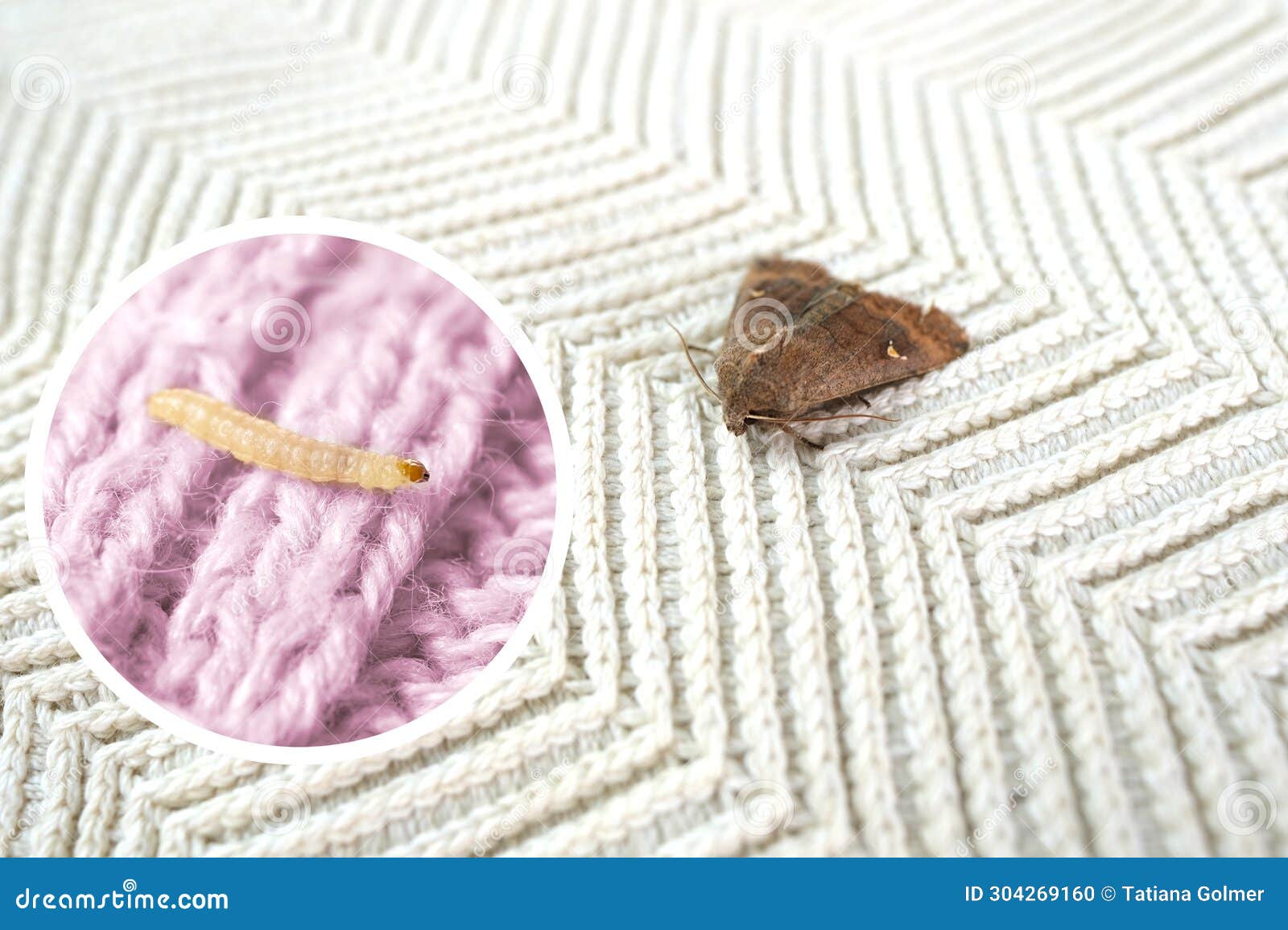 Clothes Moth Caterpillar, Larva, Crawls on Woolen Jacket, Eats Wool ...