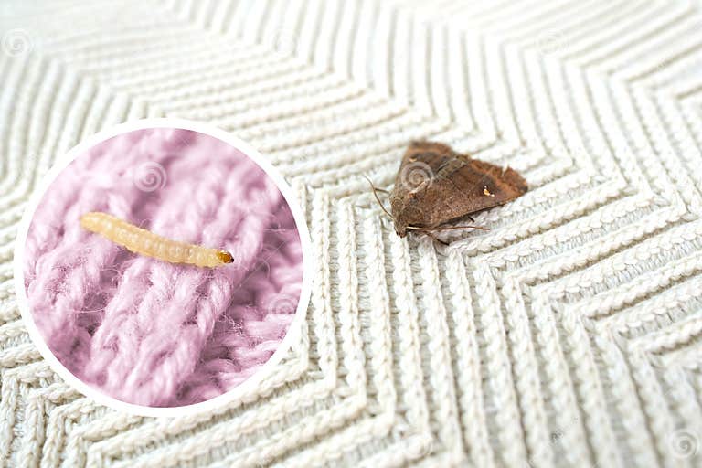 Clothes Moth Caterpillar, Larva, Crawls on Woolen Jacket, Eats Wool ...