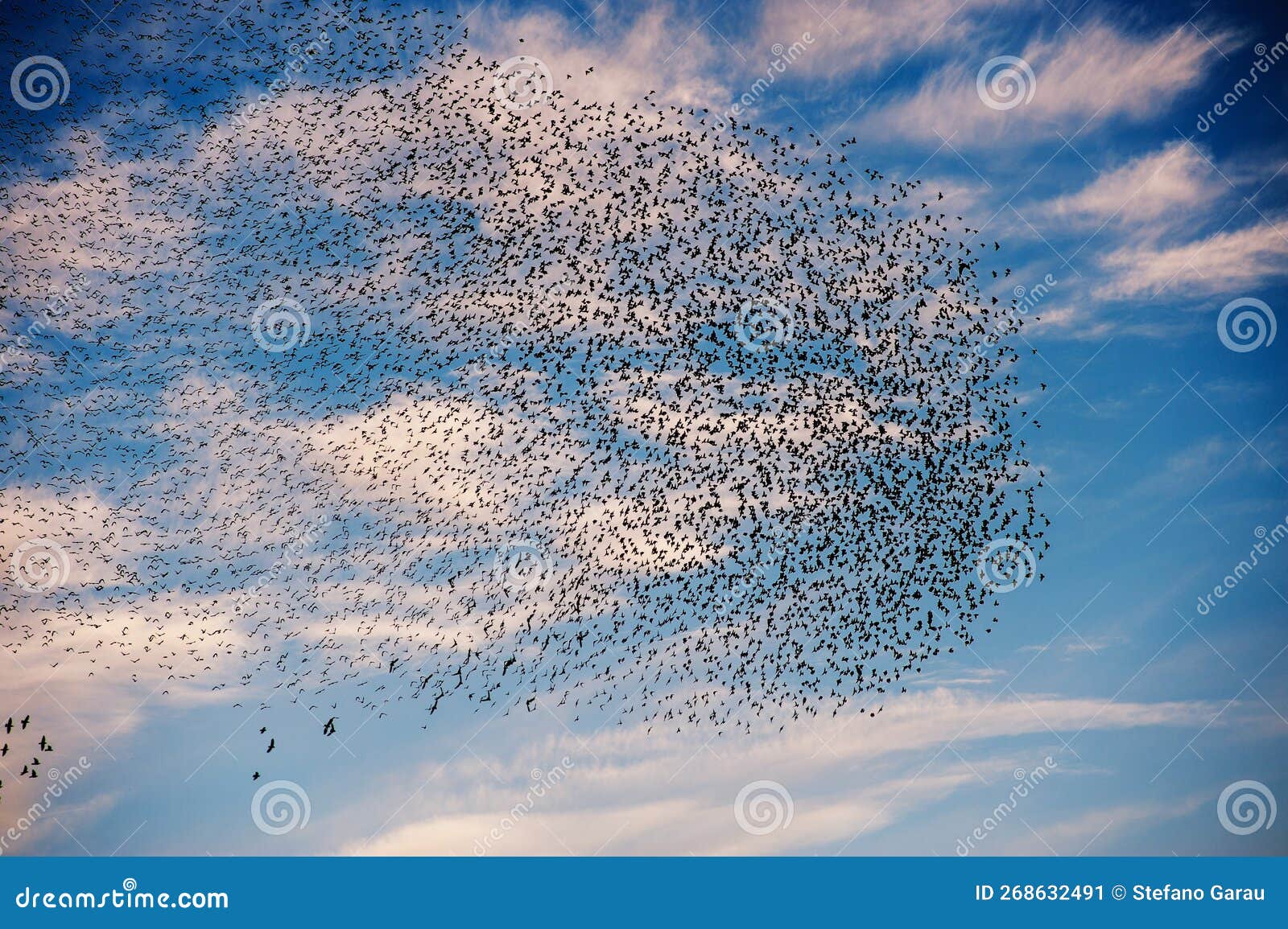 Flocks of Bird Creating a Cloud. the Particular Acrobatic Figures ...