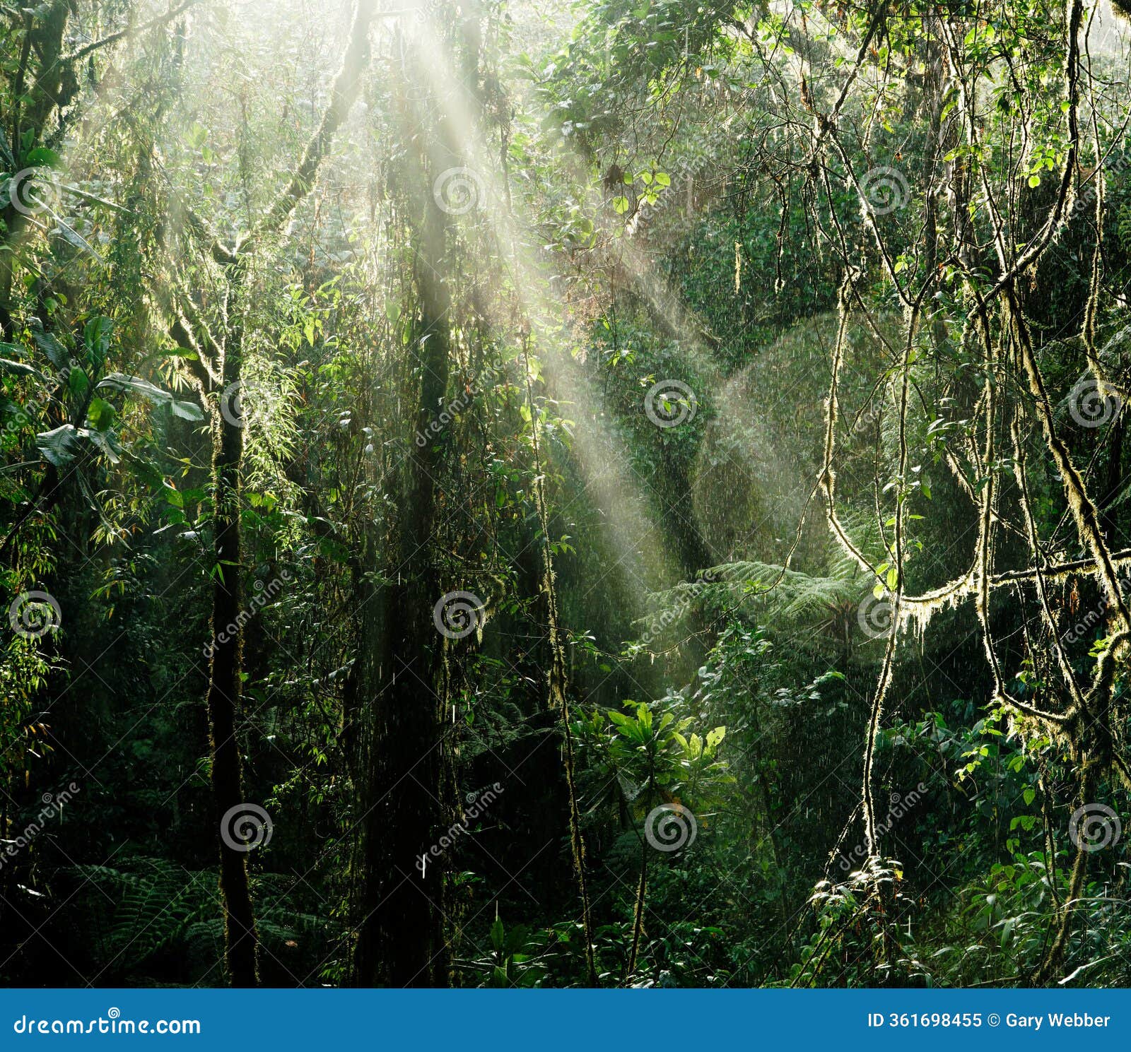 A Cloud Forest in Ecuador As a Rain Shower is Backlit by Sunbeams ...