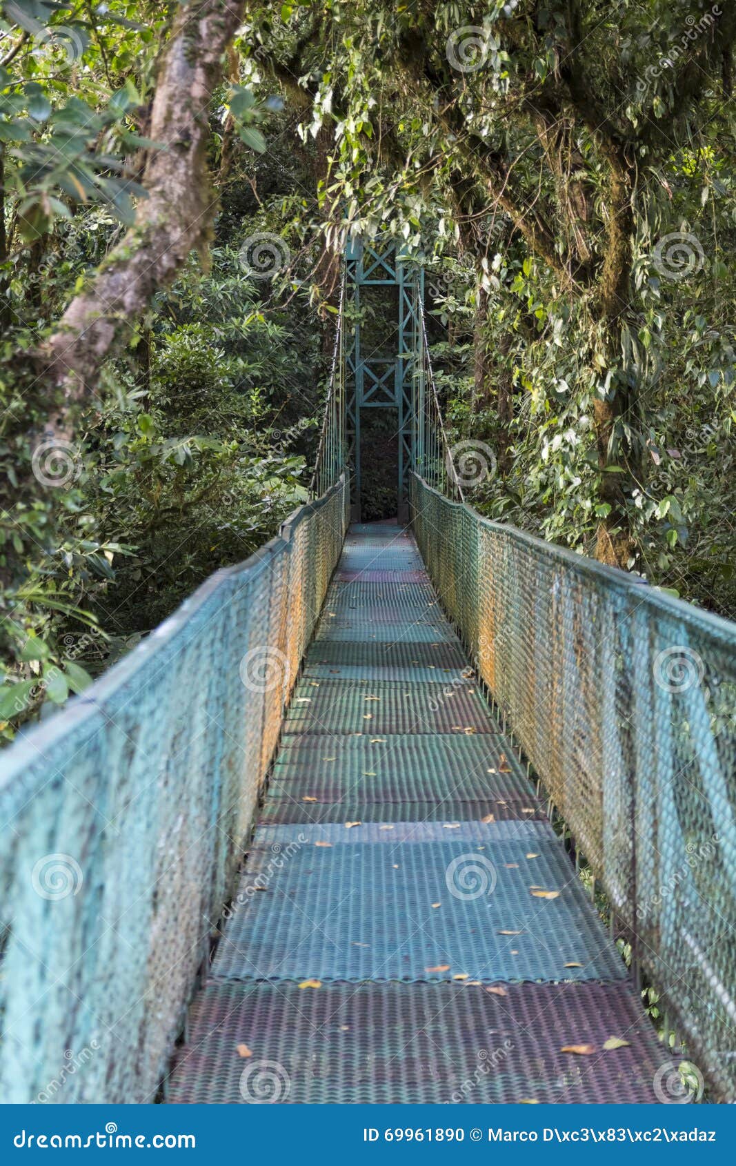 Cloud Forest Hanging Bridge, Costa Rica Stock Photo - Image of ...