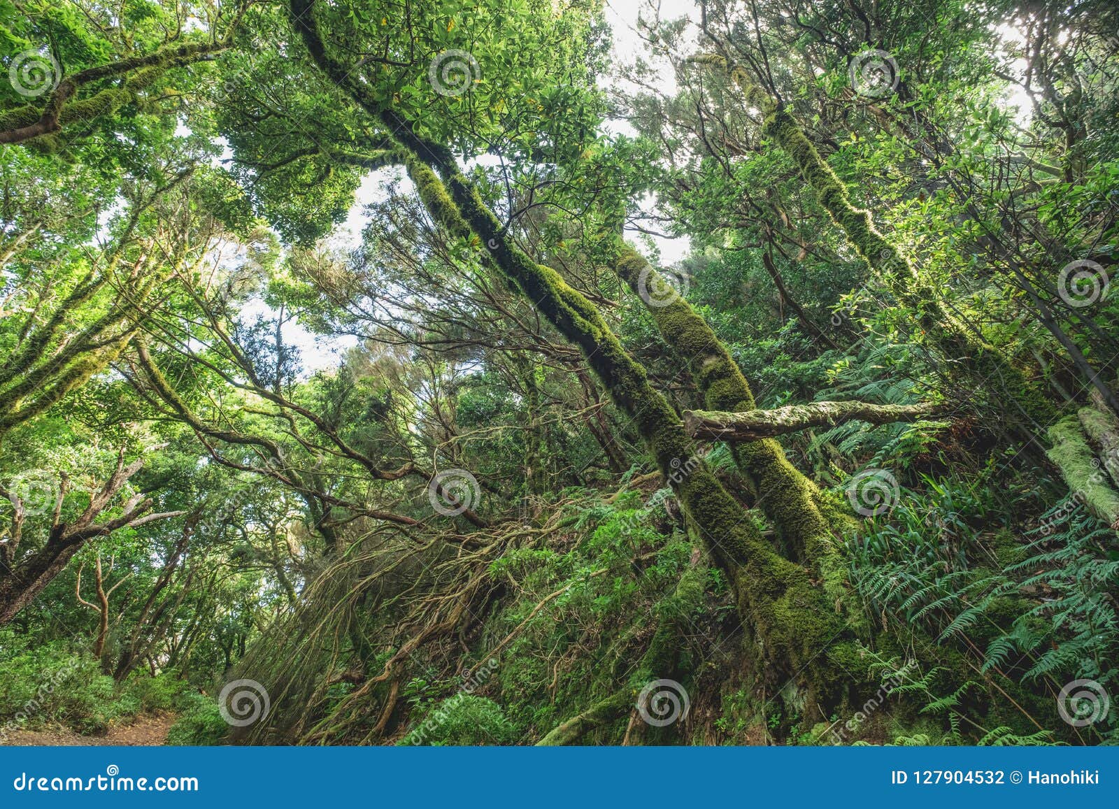 Cloud Forest, Magical Laurel Tree Forest, Anaga Tenerife Stock Photo ...