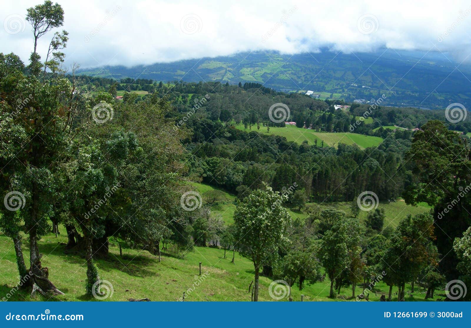 Cloud Forests in Costa Rica Stock Image - Image of tropical, grow: 12661699