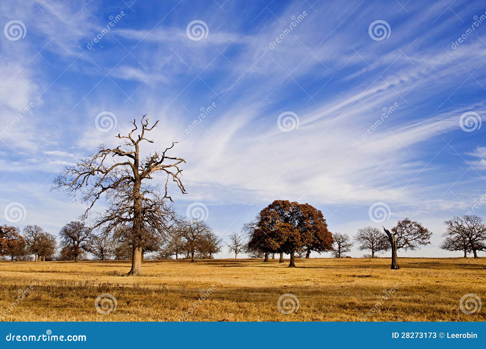 Cloud Formation on Blue Texas Sky Stock Image - Image of formation ...