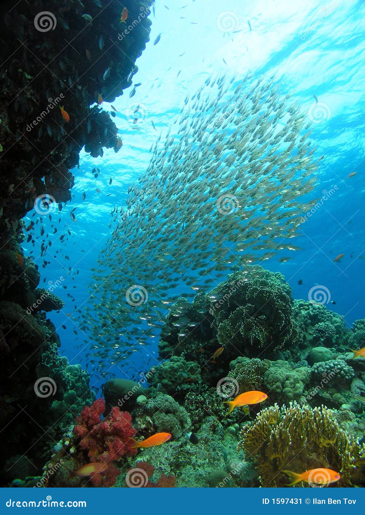 Cloud of glass fish stock image. Image of diving, underwater - 1597431