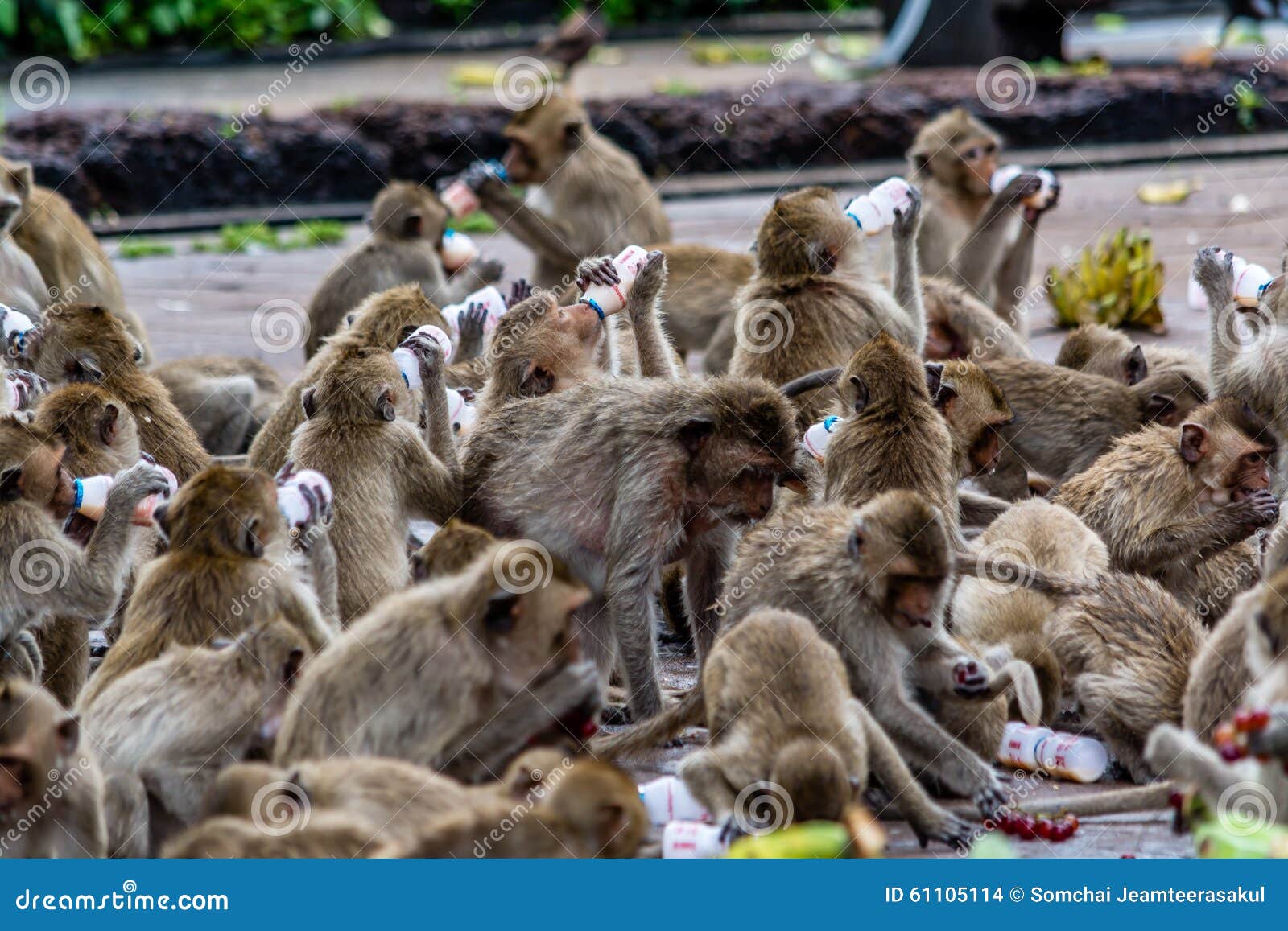 Cloud of Monkey Drink Milk, Lopburi Thailand. Stock Photo - Image of ...