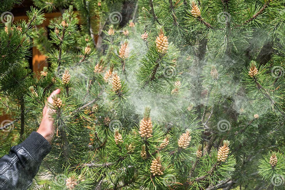 Cloud of Pollen from a Pine Tree Stock Photo - Image of sick, brown ...