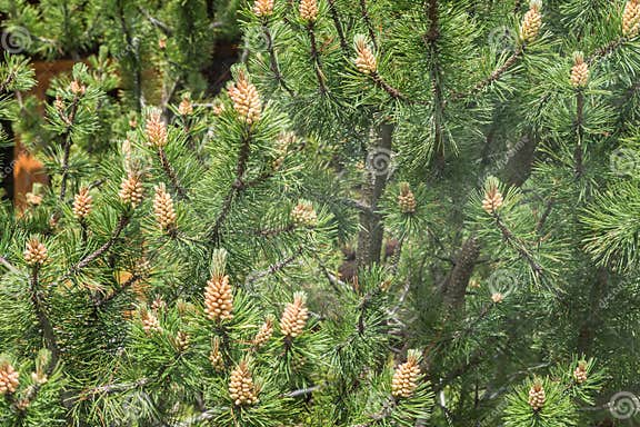 Cloud of Pollen from a Pine Tree Stock Photo - Image of shake, ripe ...