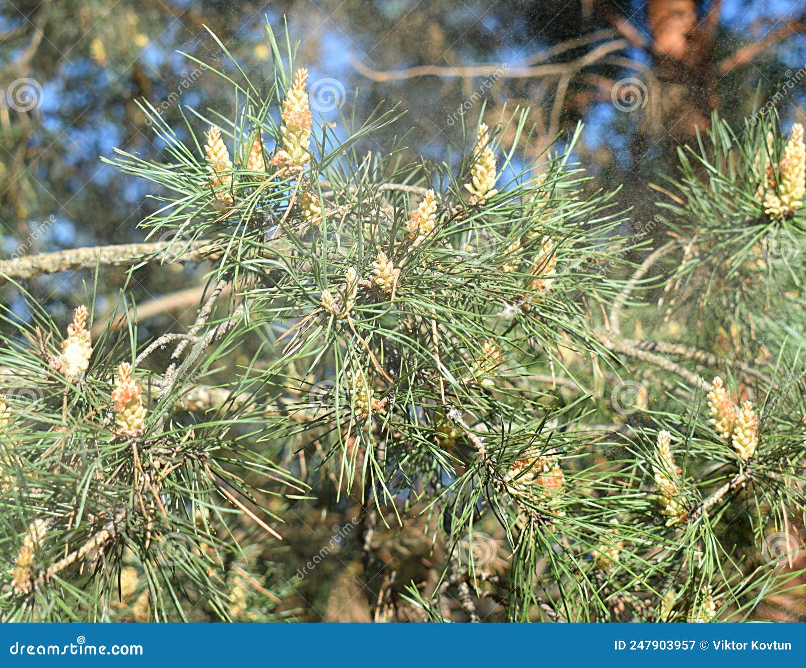 Cloud of Pollen from a Pine Tree Stock Image - Image of brown, ripe ...