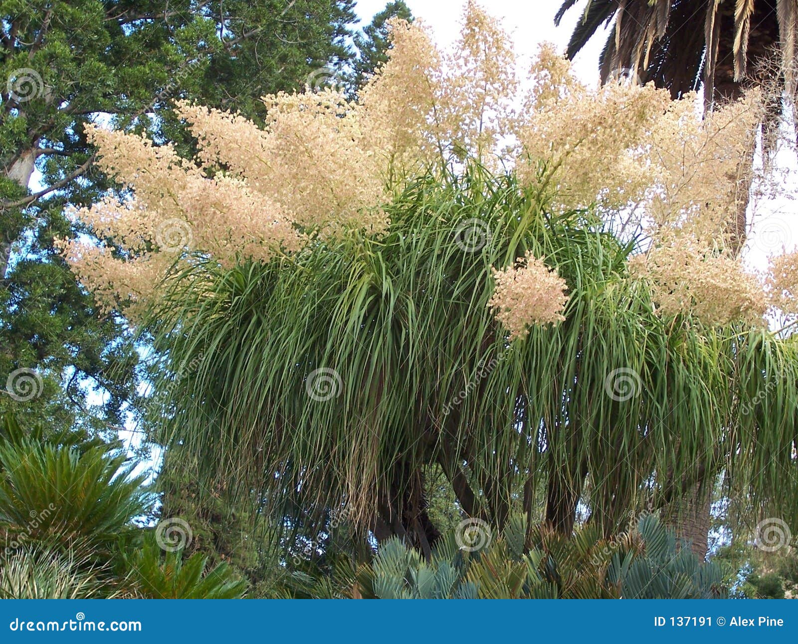 Cloud tree stock image. Image of leaves, botanic, flower - 137191
