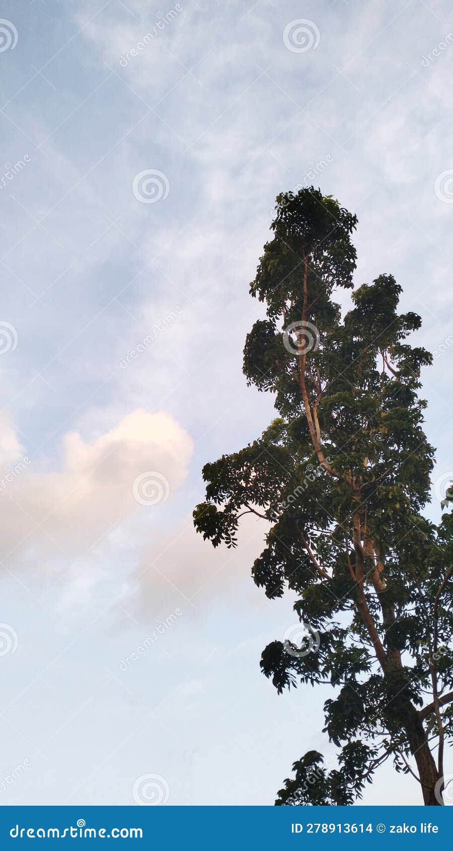 Cloud Tree Sky Wild Green Sunny Cloud Tree? Stock Photo - Image of ...