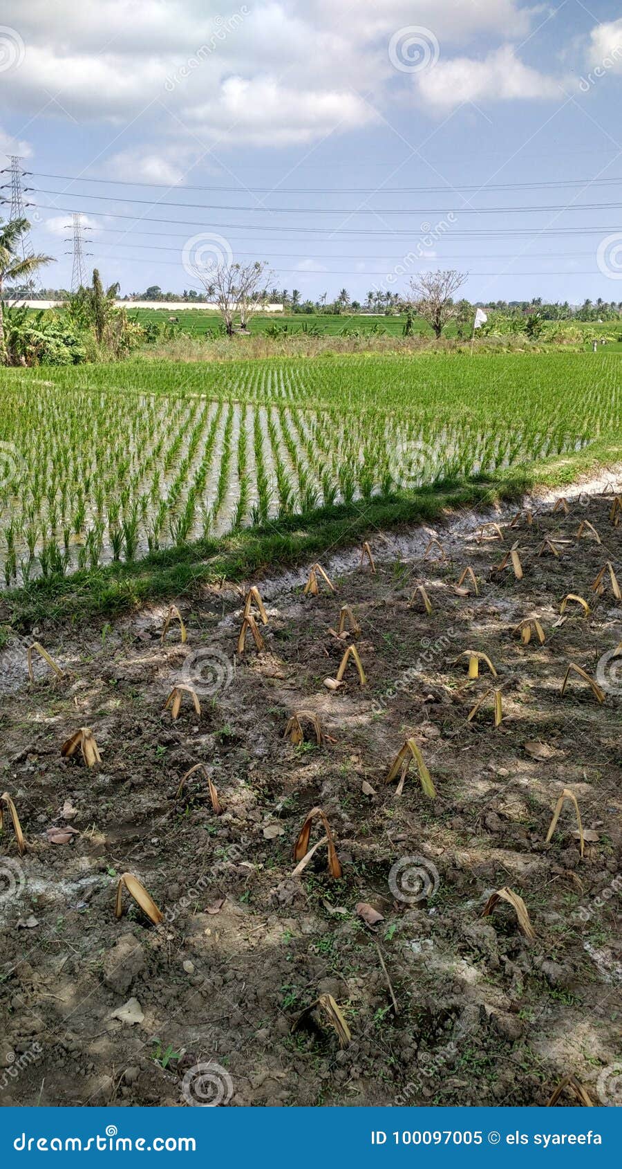 Green land stock image. Image of water, green, cloud - 100097005