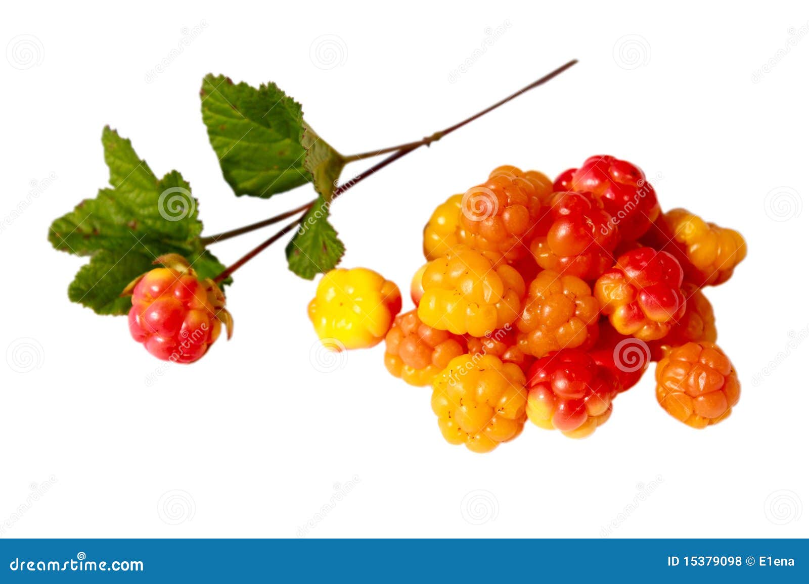 Cloudberries stock photo. Image of cloudberries, beautiful - 15379098