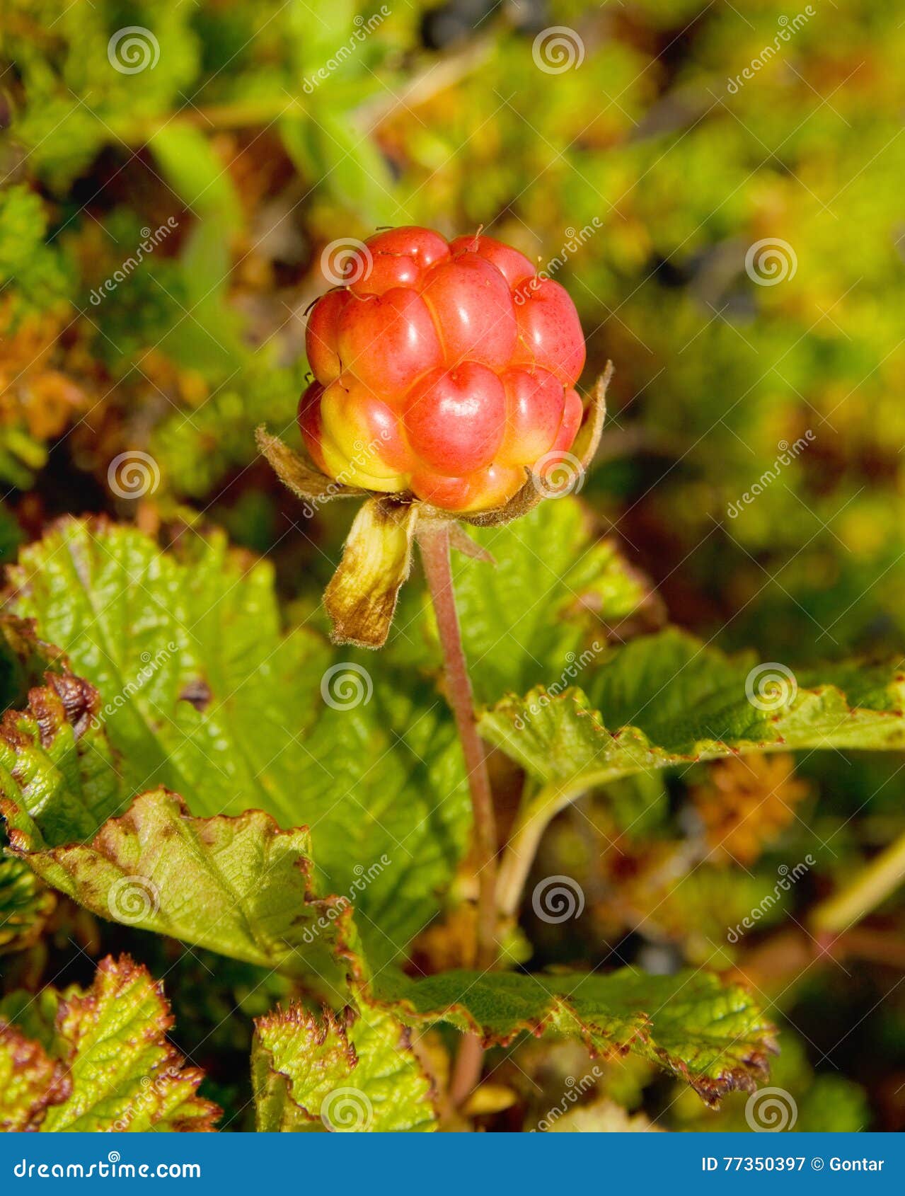 Cloudberries on the beach stock image. Image of scenics - 77350397