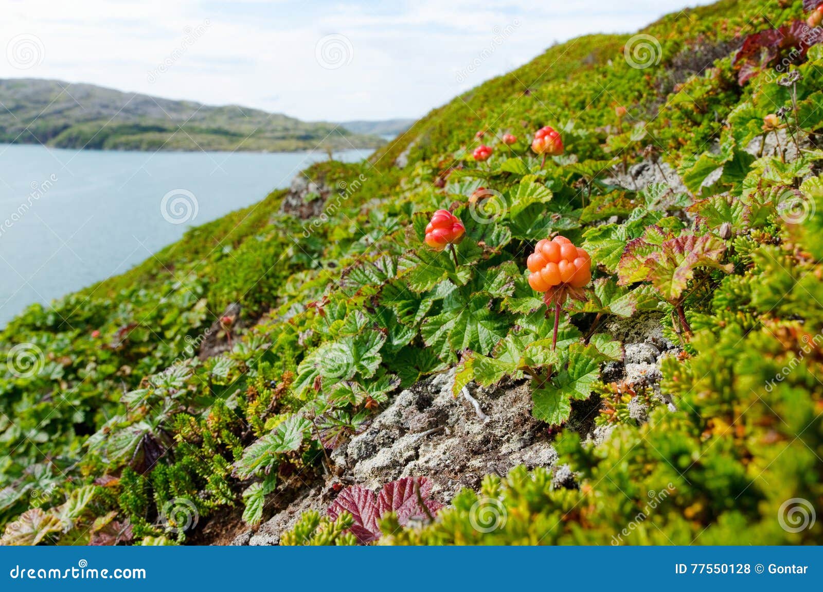 Cloudberries on the beach stock photo. Image of north - 77550128