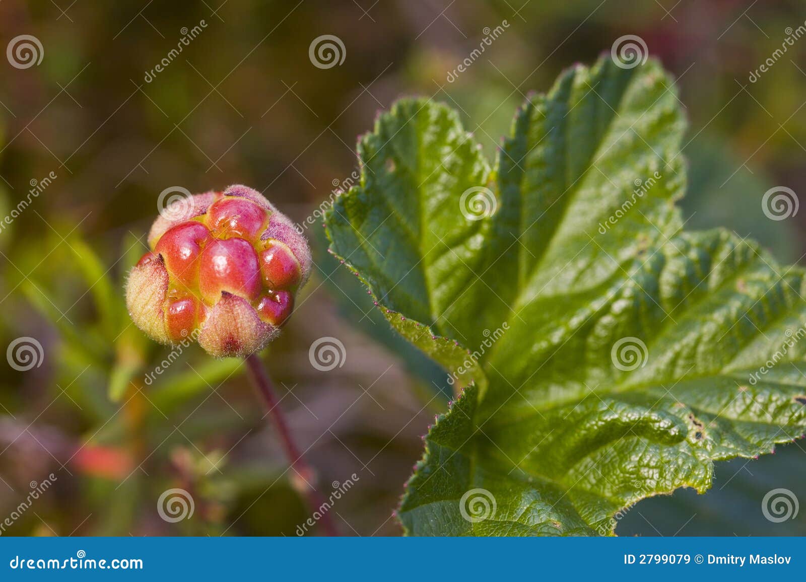 Cloudberries close up stock image. Image of russian, plant - 2799079