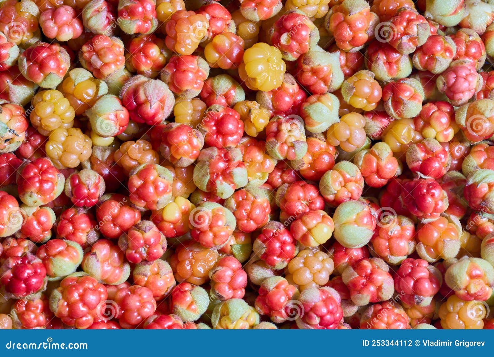 Cloudberries are Scattered on Table To Dry. Stock Photo - Image of ...