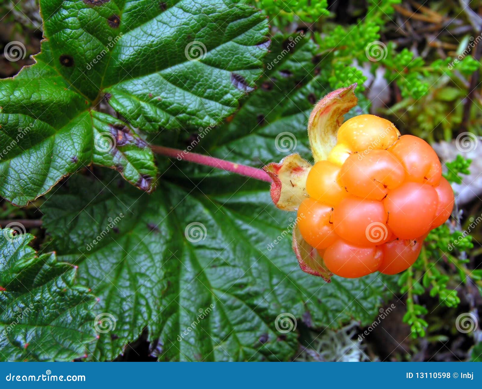 Cloudberry stock photo. Image of fruit, orange, berries - 13110598