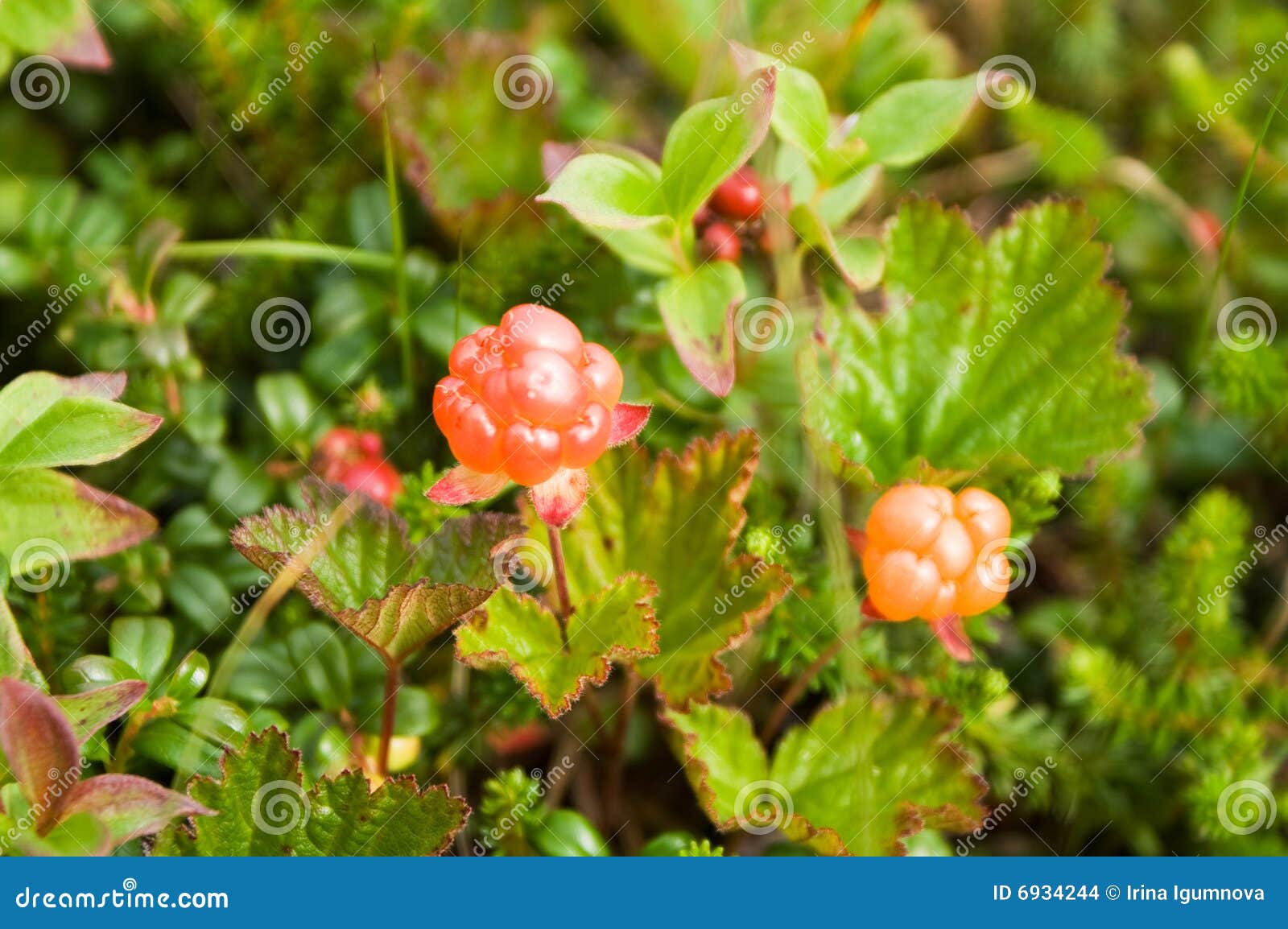 Cloudberry stock photo. Image of subshrub, maturation - 6934244