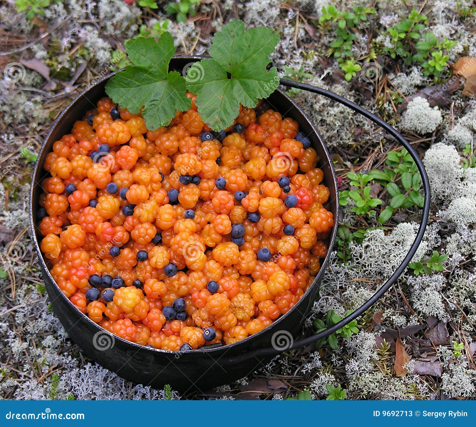 Cloudberry stock image. Image of summer, tourism, karelia - 9692713