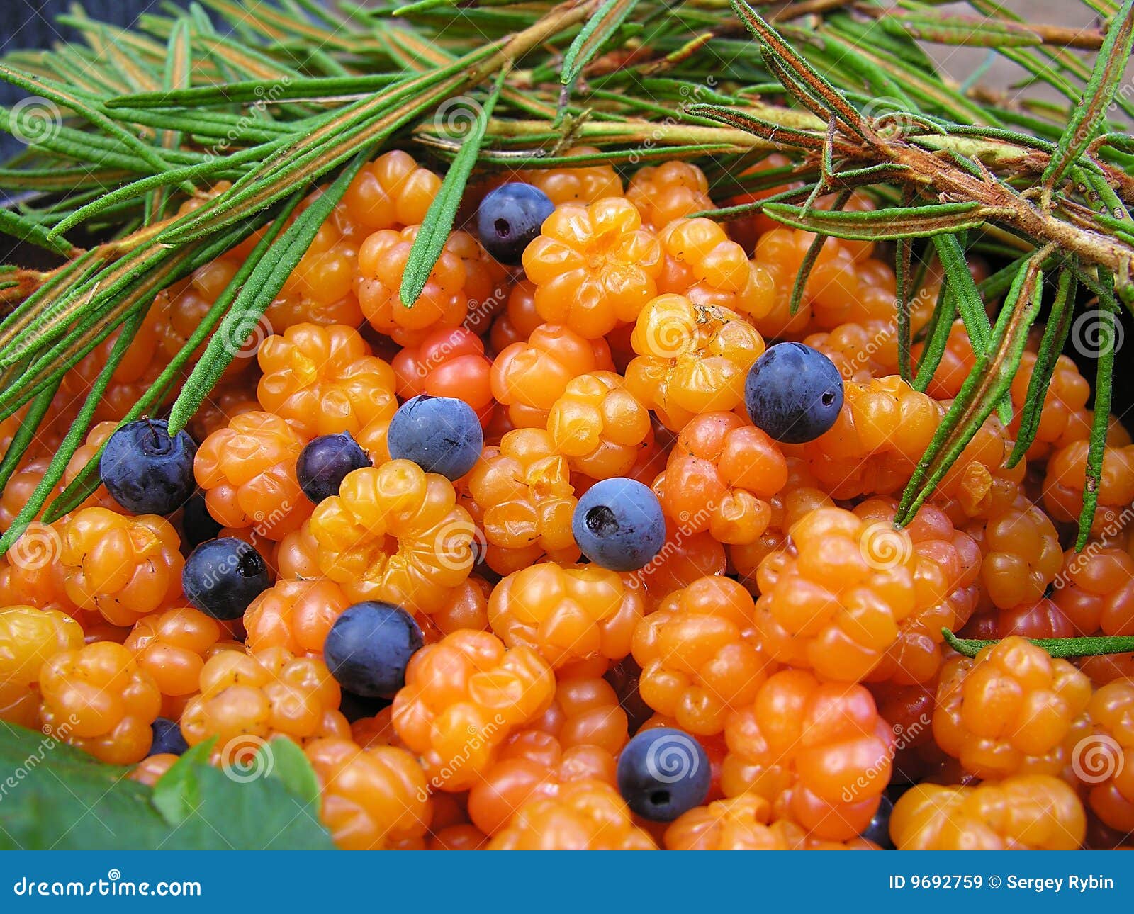Cloudberry stock image. Image of harvest, berries, bush - 9692759