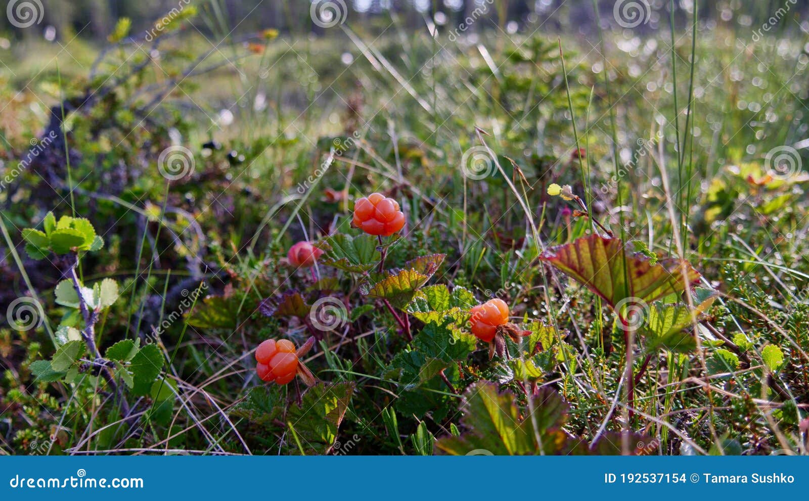 Cloudberry Closeup in Swedish Lapland Stock Photo - Image of admission ...