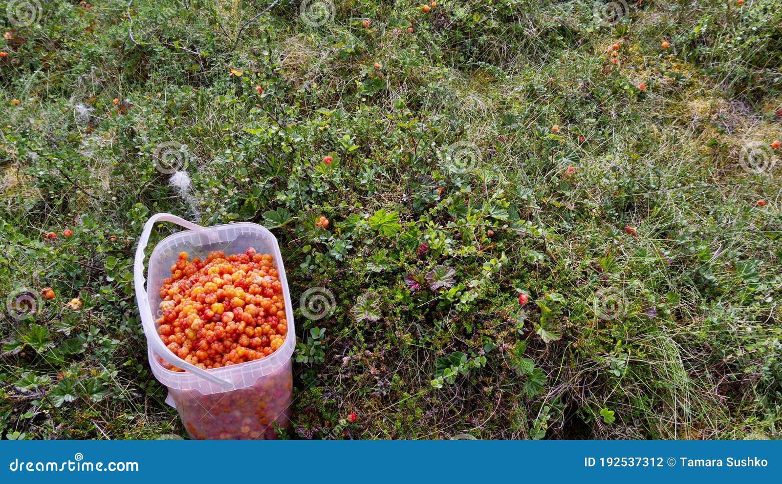 Cloudberry Closeup in Swedish Lapland Stock Photo - Image of bunch ...